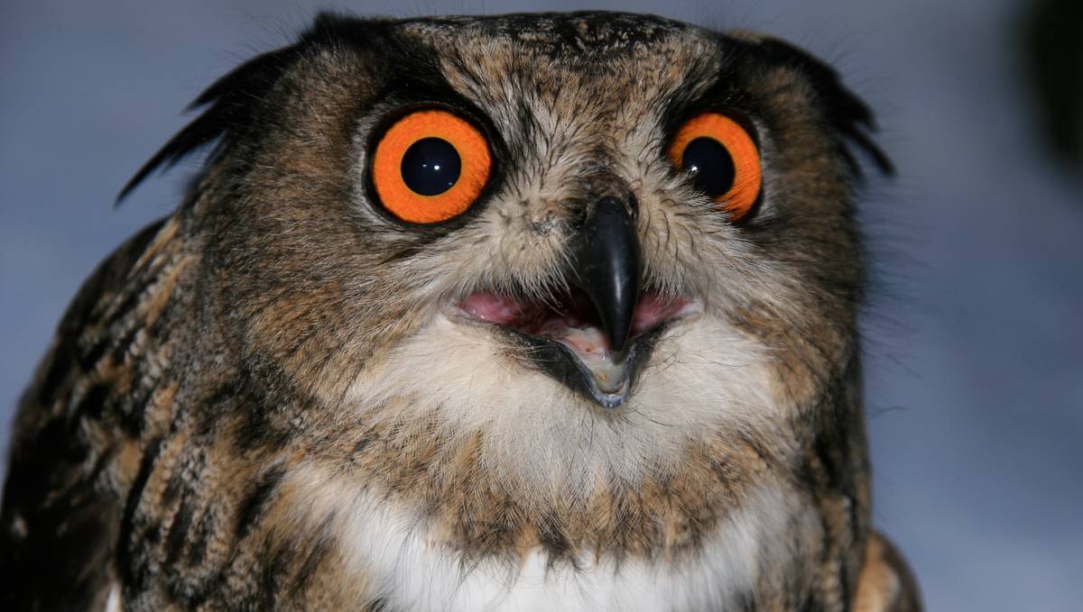 Hubroene slipper vindmøller – NRK Nordland