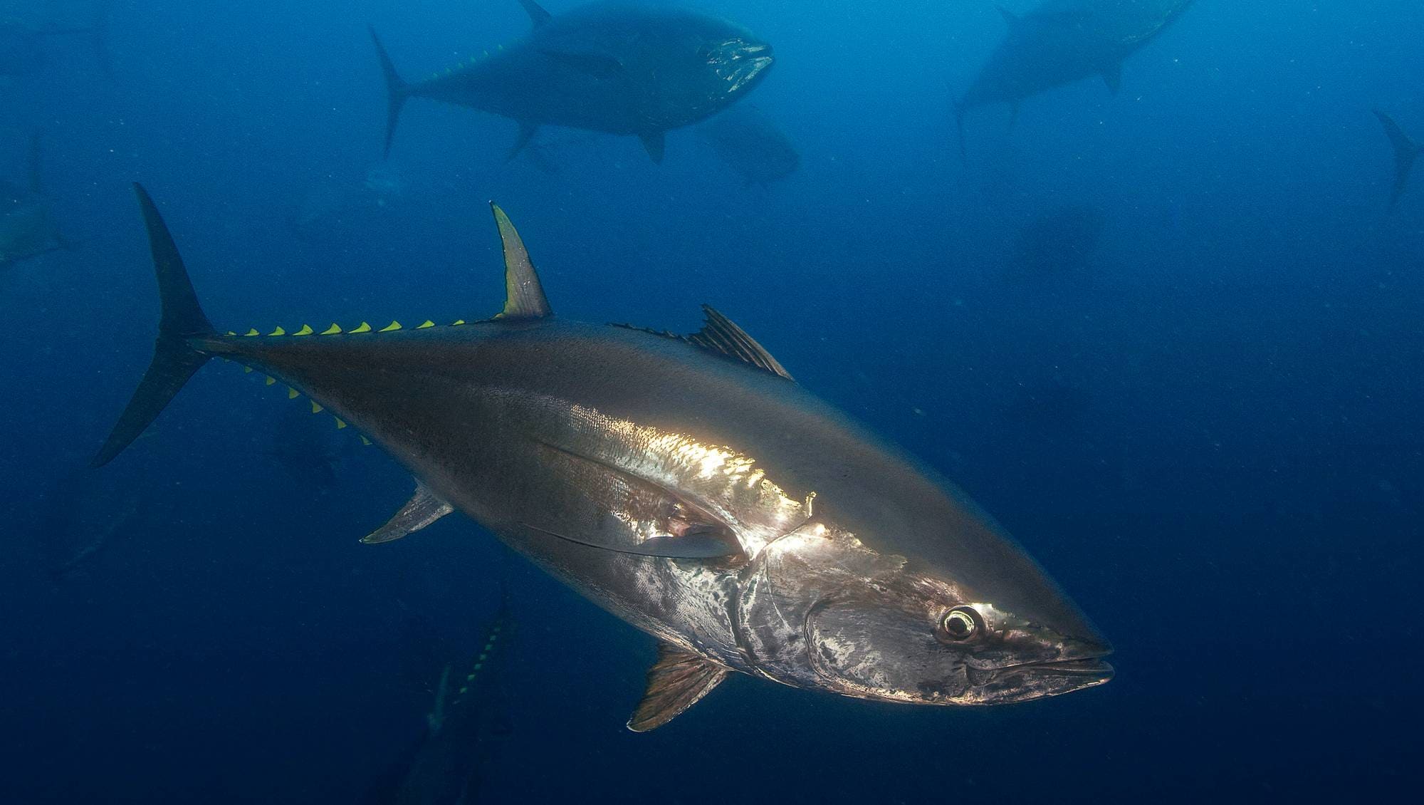 28 fartøyer kjemper om tunfisk – NRK Nordland