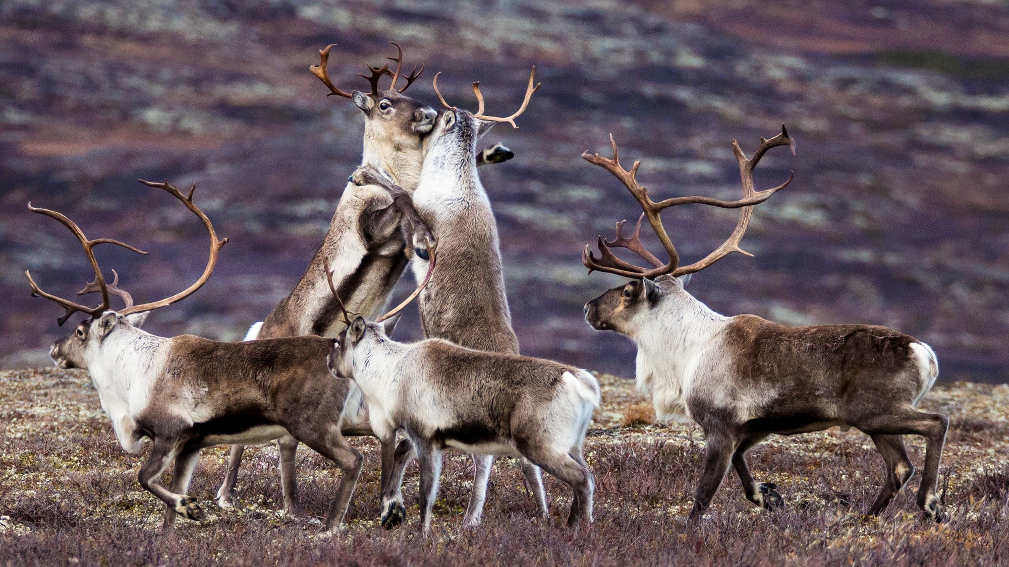 Unike bilder av reinsdyr – Natur