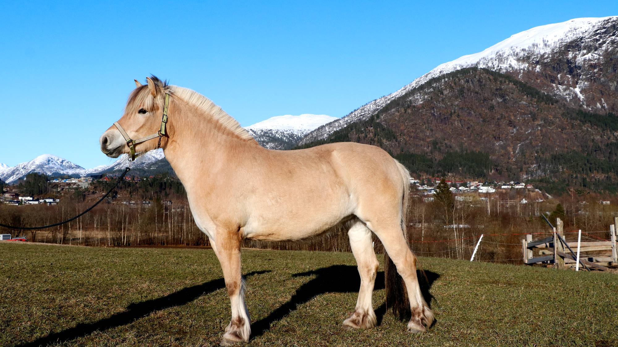 Svenskane skal hjelpe oss med å unngå at fjordhesten døyr ut – NRK Vestland