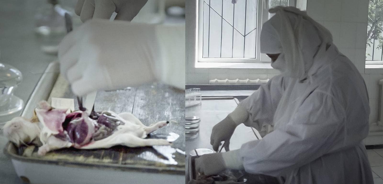 Smittet av «svartedauden»på NRK-opptak – NRK Norge – Oversikt over ...