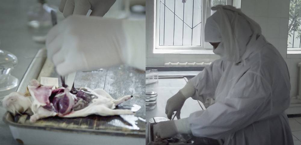 Smittet av «svartedauden»på NRK-opptak – NRK Norge – Oversikt over ...