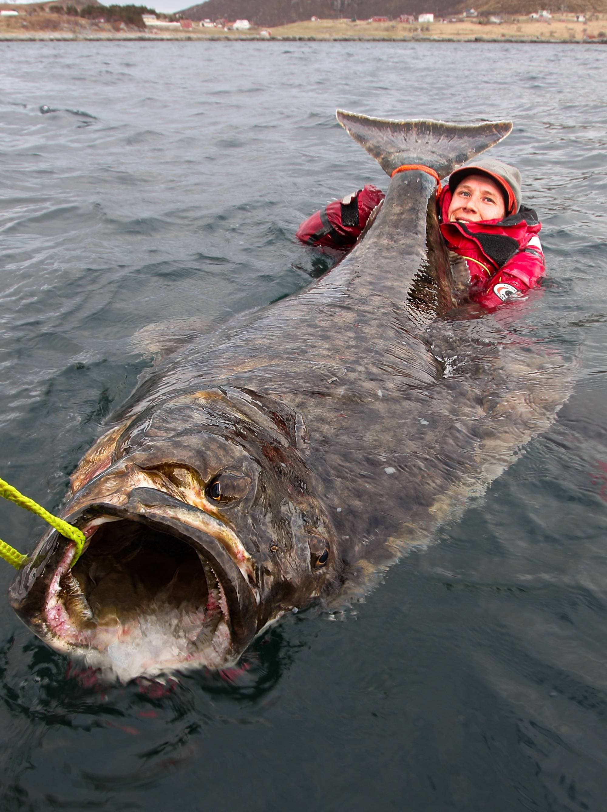 Tok to meter lang kveite med dupp – NRK Nordland