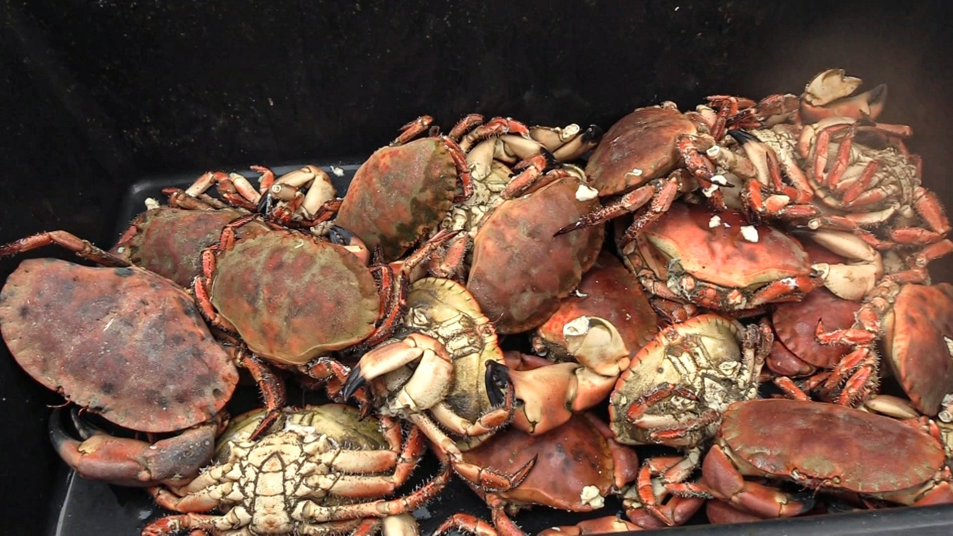 Bedøv krabben før koking – NRK Sørlandet – Lokale nyheter, TV og radio