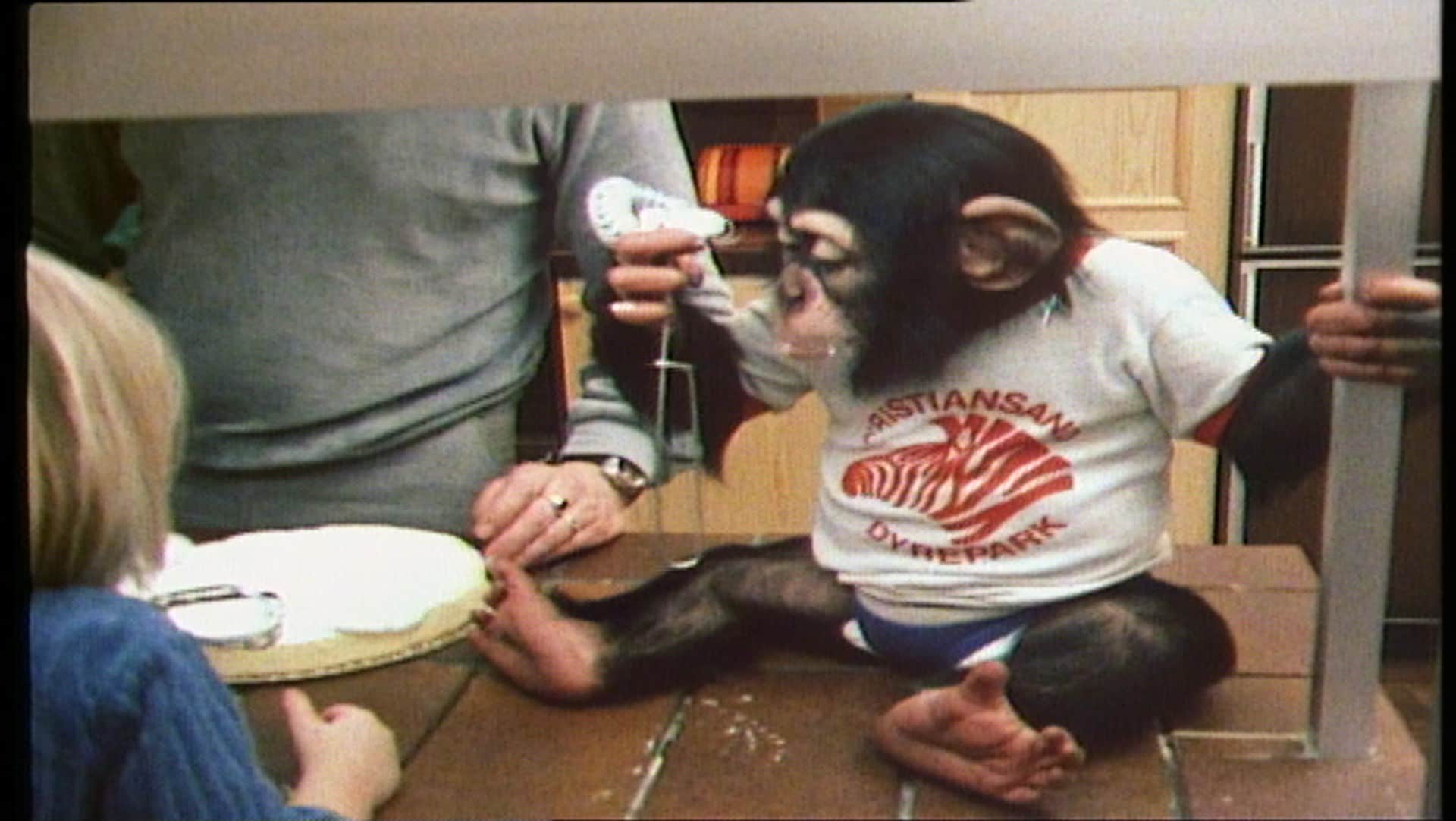 Sjimpansen Julius (2:4) - 1982 – NRK