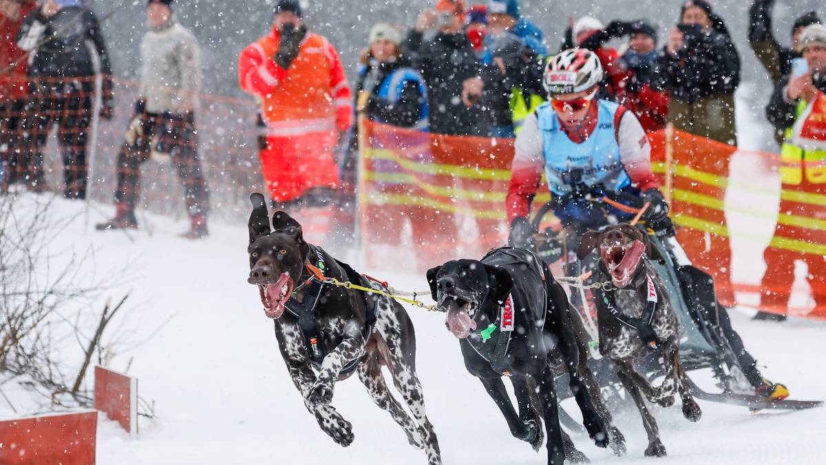 Nok et VM-gull til hundekjører Andre Boysen Hillestad – NRK Innlandet ...