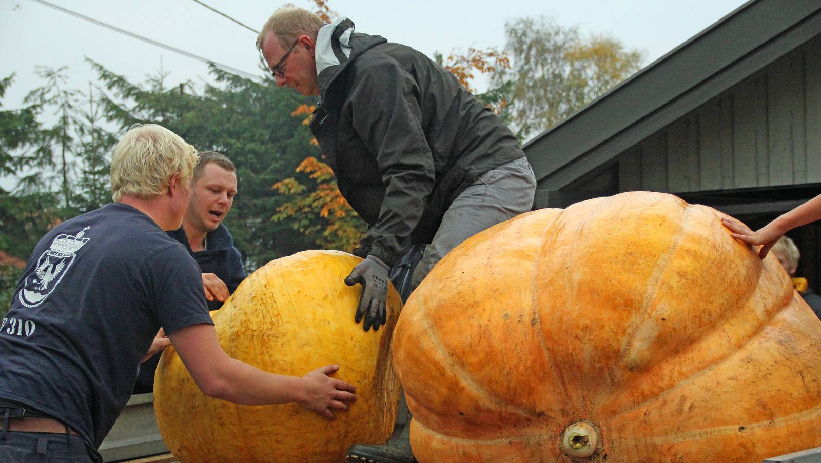 Dette er Norges største gresskar – NRK Sørlandet – Lokale nyheter, TV ...