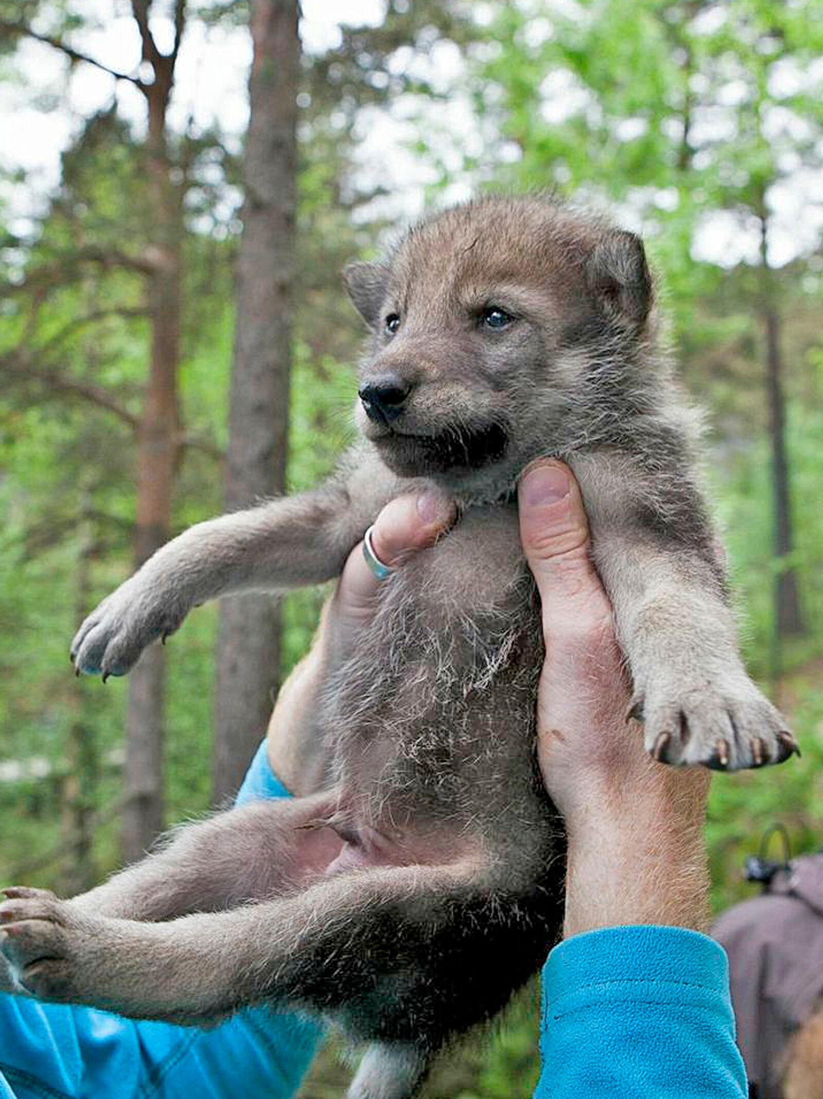 To ulveunger født i Dyreparken – NRK Sørlandet – Lokale nyheter, TV og radio