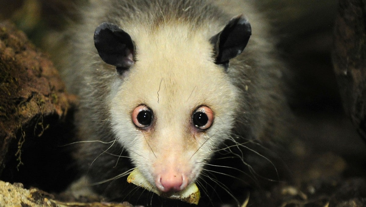 Tyvaktig pungrotte drakk bourbon – Siste nytt – NRK