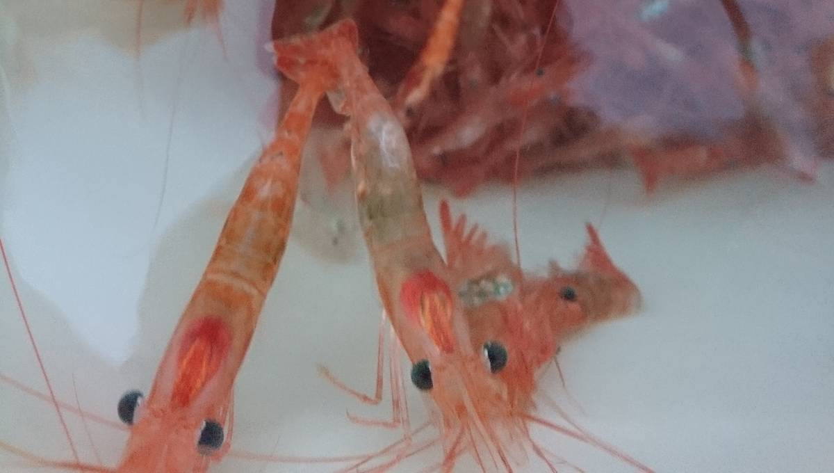 Satser på levende reker – NRK Troms og Finnmark