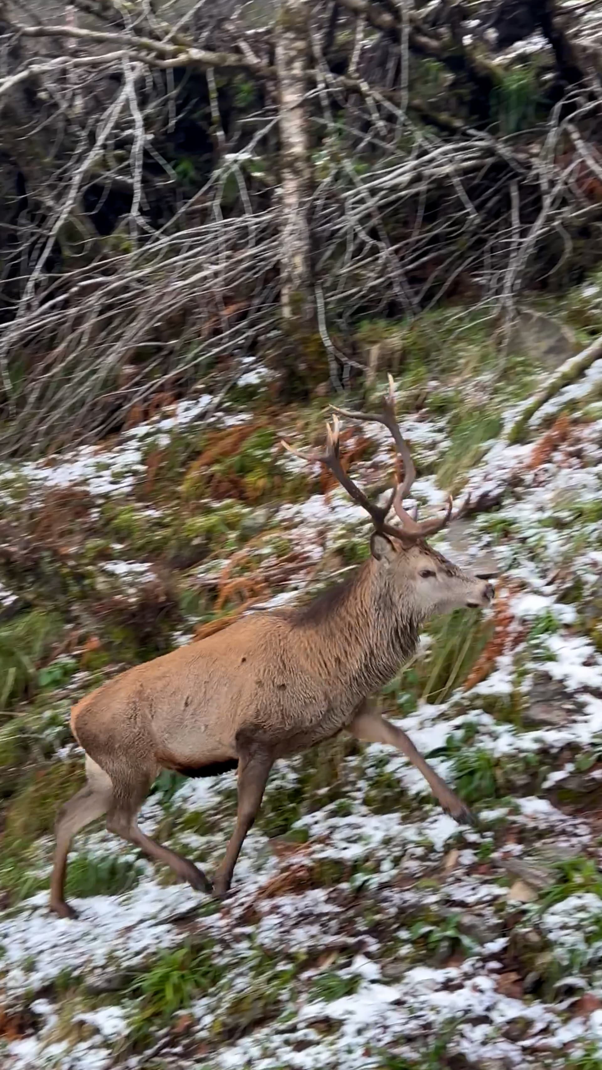 Hjortebukk kom veldig nær – NRK