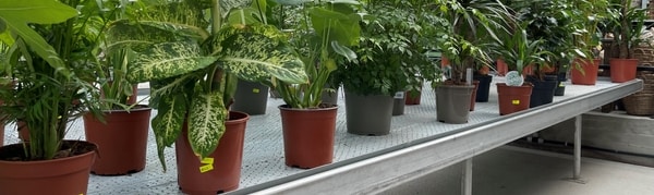 Hvordan bekjempe skadedyr som trips på planter – Stor-Oslo