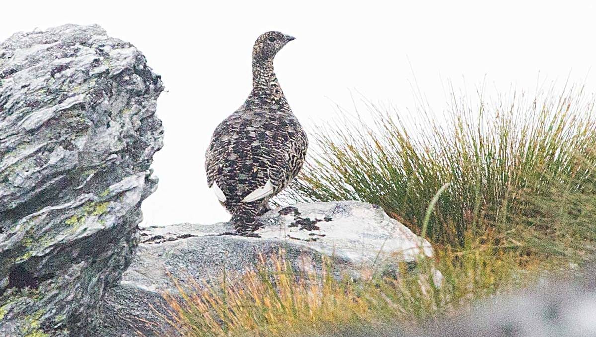 Svært lite rype i fjellet - jegerar er uroa – NRK Vestland