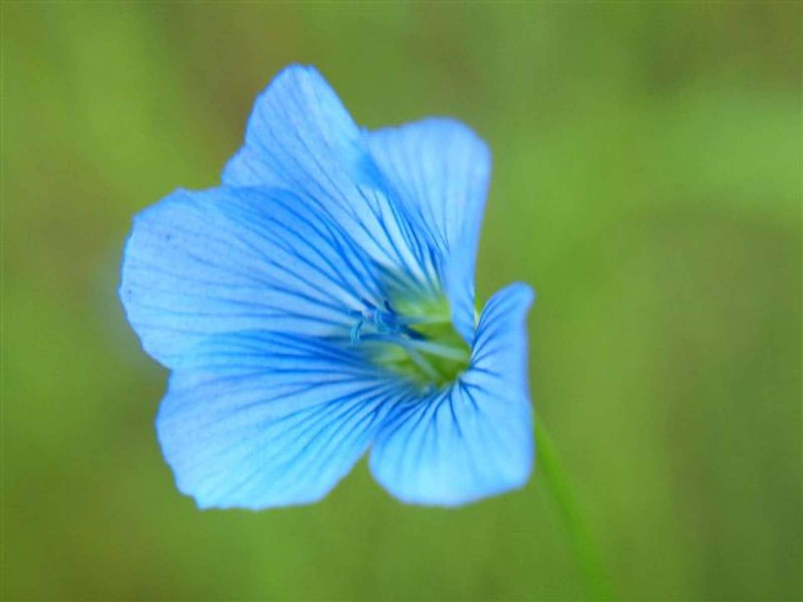 Full forvirring rundt råd om vasking av bunadsskjorta – NRK Nordland