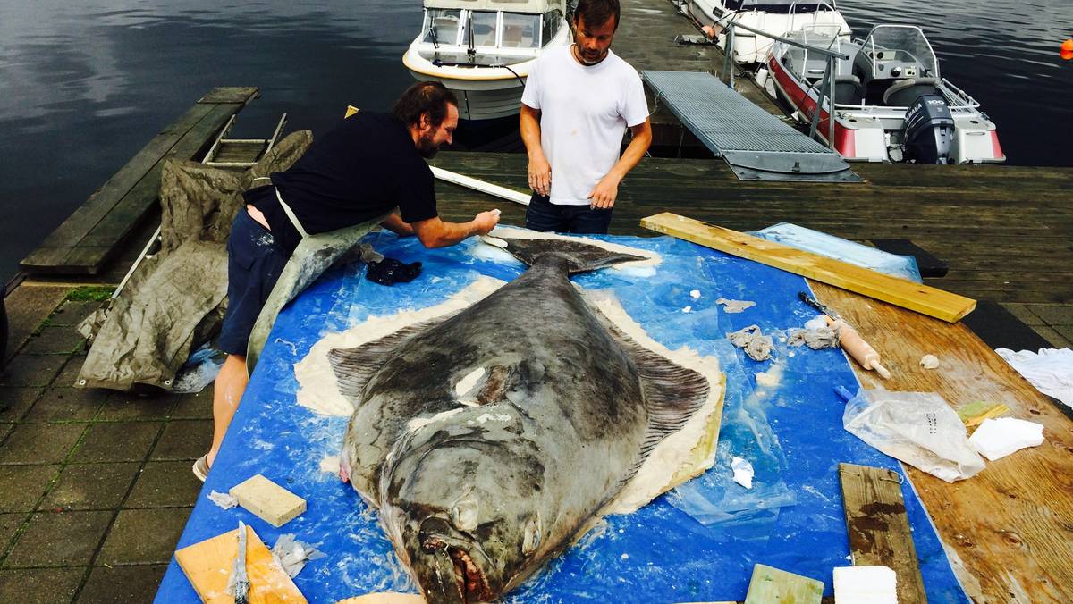 Vil du ha denne monsterkveiten på veggen? – NRK Vestland