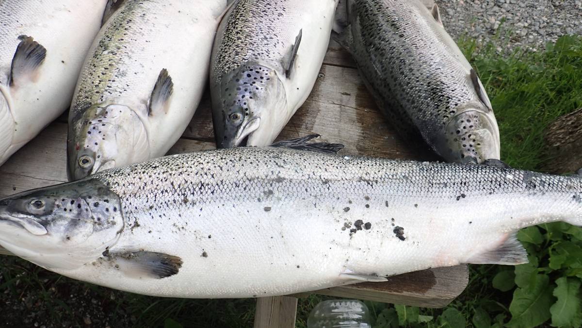 Forskere: Rømt oppdrettslaks blir mer lik villaks – NRK Troms og Finnmark