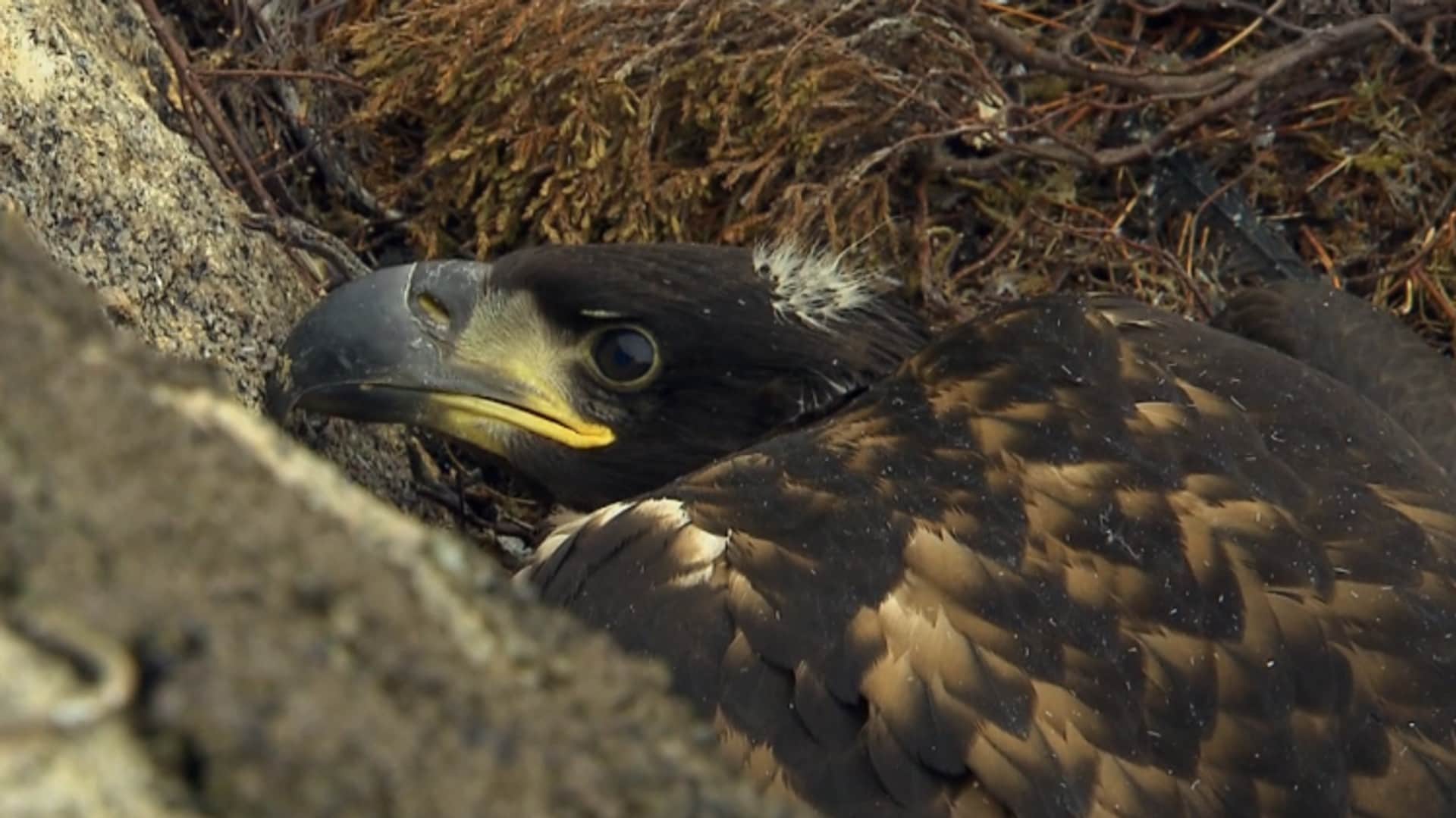 Tuva fra Tarva - NRK TV