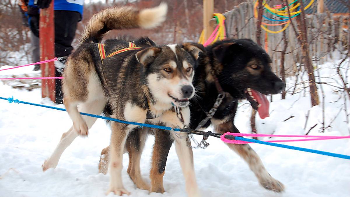 Hundetyper kan avgjøre – NRK Troms og Finnmark