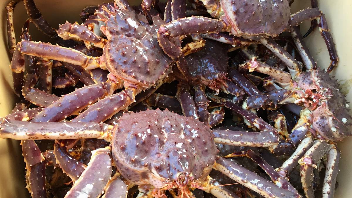 Anbefaler auka kongekrabbe-kvote – NRK Troms og Finnmark