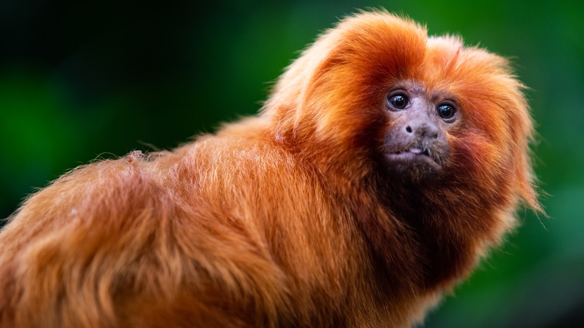 Jonahs dyreverden - NRK TV