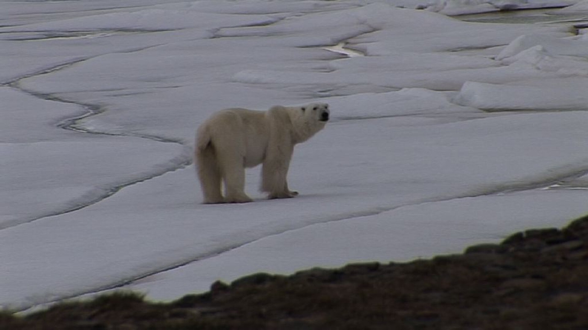 Fangstmannen på Svalbard – NRK