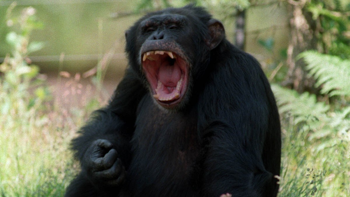 Julius-kunst hjelper aper – NRK Sørlandet – Lokale nyheter, TV og radio