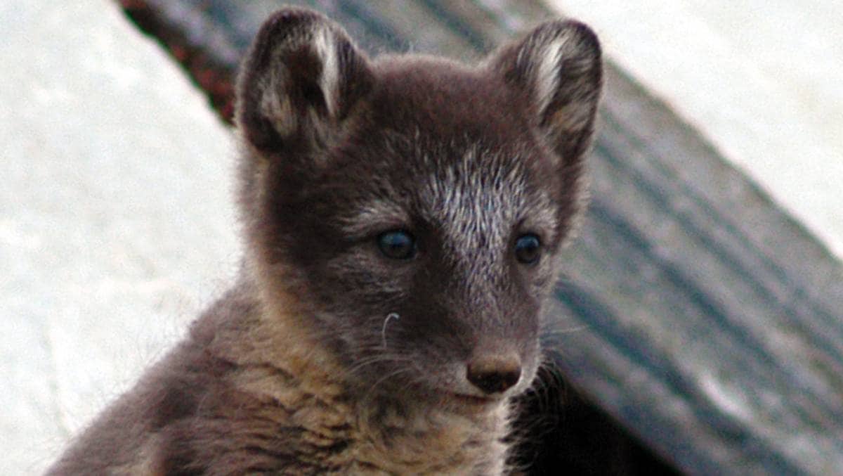 Fjellrev fra fangenskap til frihet – Natur – NRK