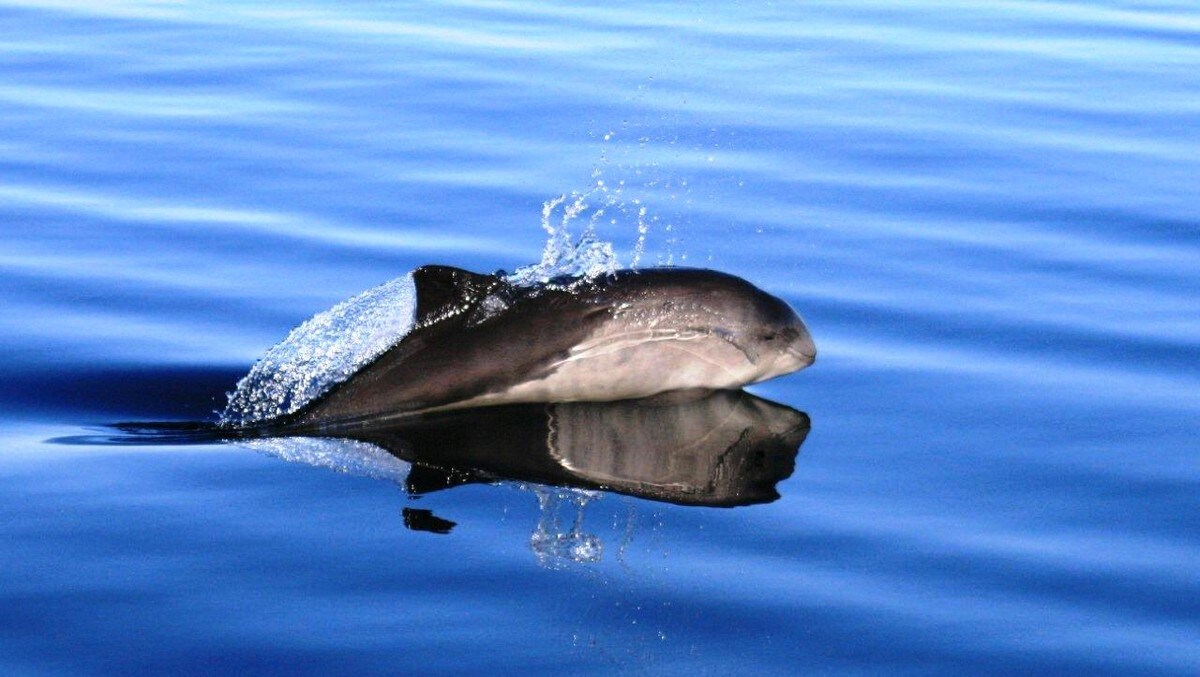 Nise i Brønnøysund – NRK