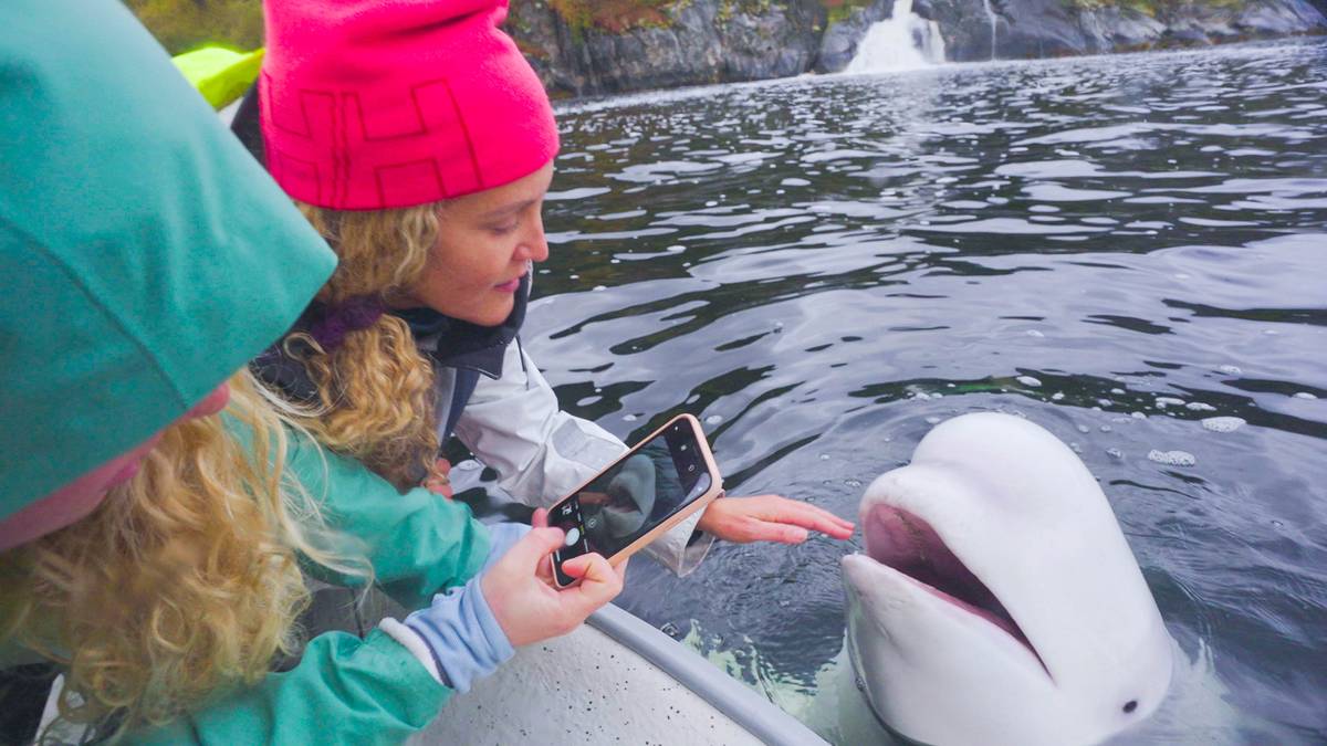 OneWhale vil gi hvalen Hvaldimir fast adresse i Hammerfest – NRK Troms ...
