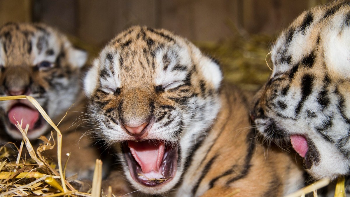 Sju tigerunger skal redde tigerens fremtid – NRK Østfold – Lokale ...