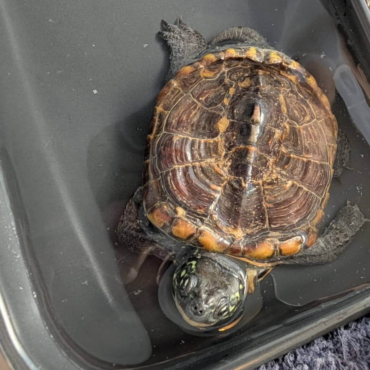 Fant skilpadde på T-banen – Stor-Oslo