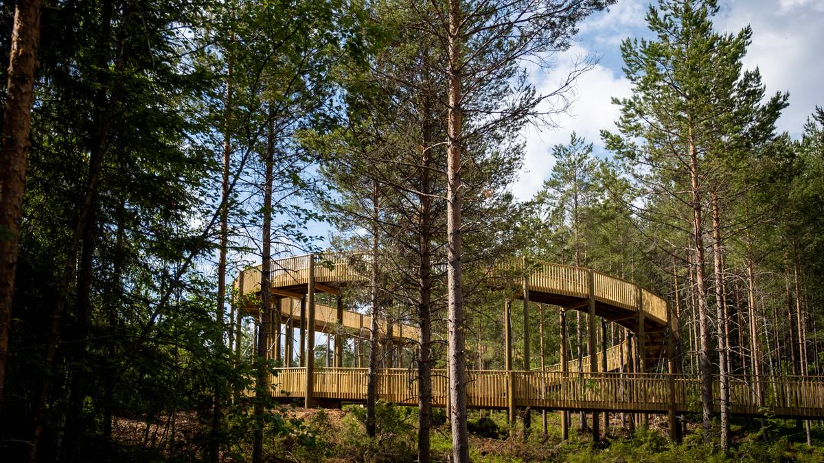 Nasjonal pris til Tretoppvegen i Fyresdal – NRK Vestfold og Telemark ...