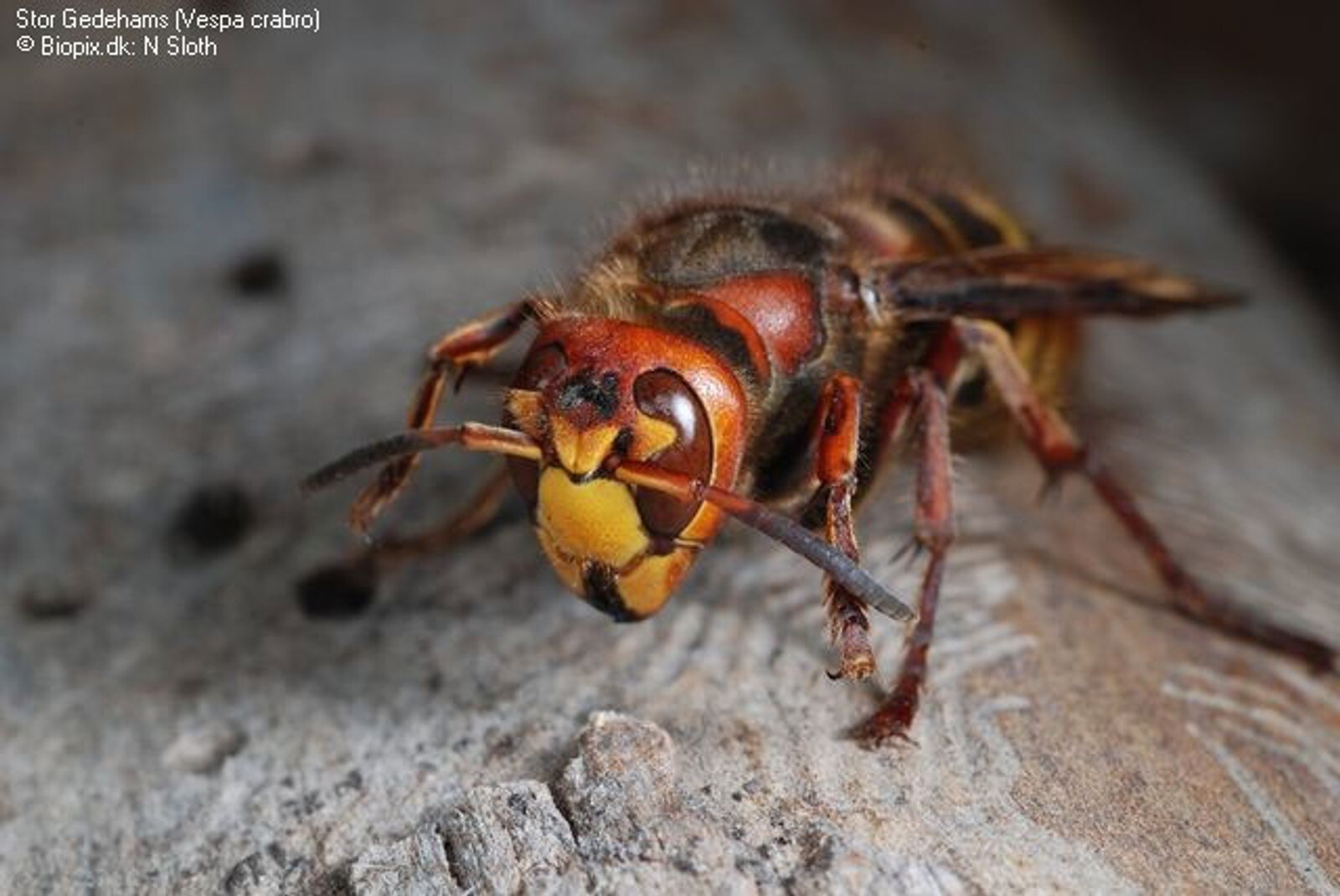 Kjempeveps i Fredrikstad – NRK Østfold – Lokale nyheter, TV og radio