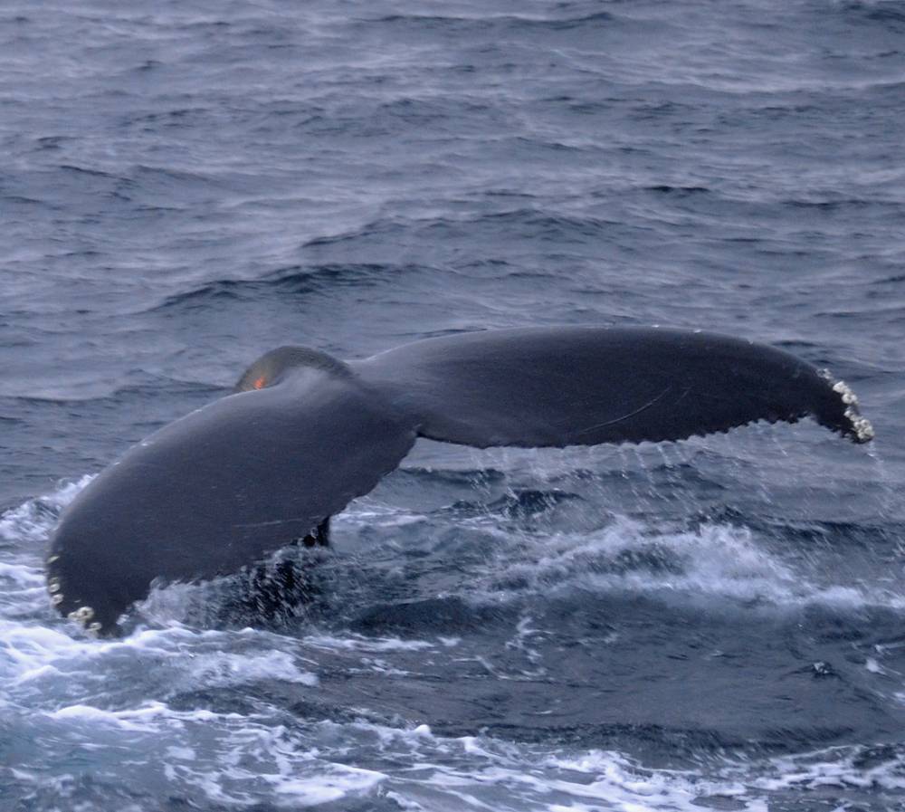 Her kjemper fiskere og spekkhoggere om silda – NRK Nordland