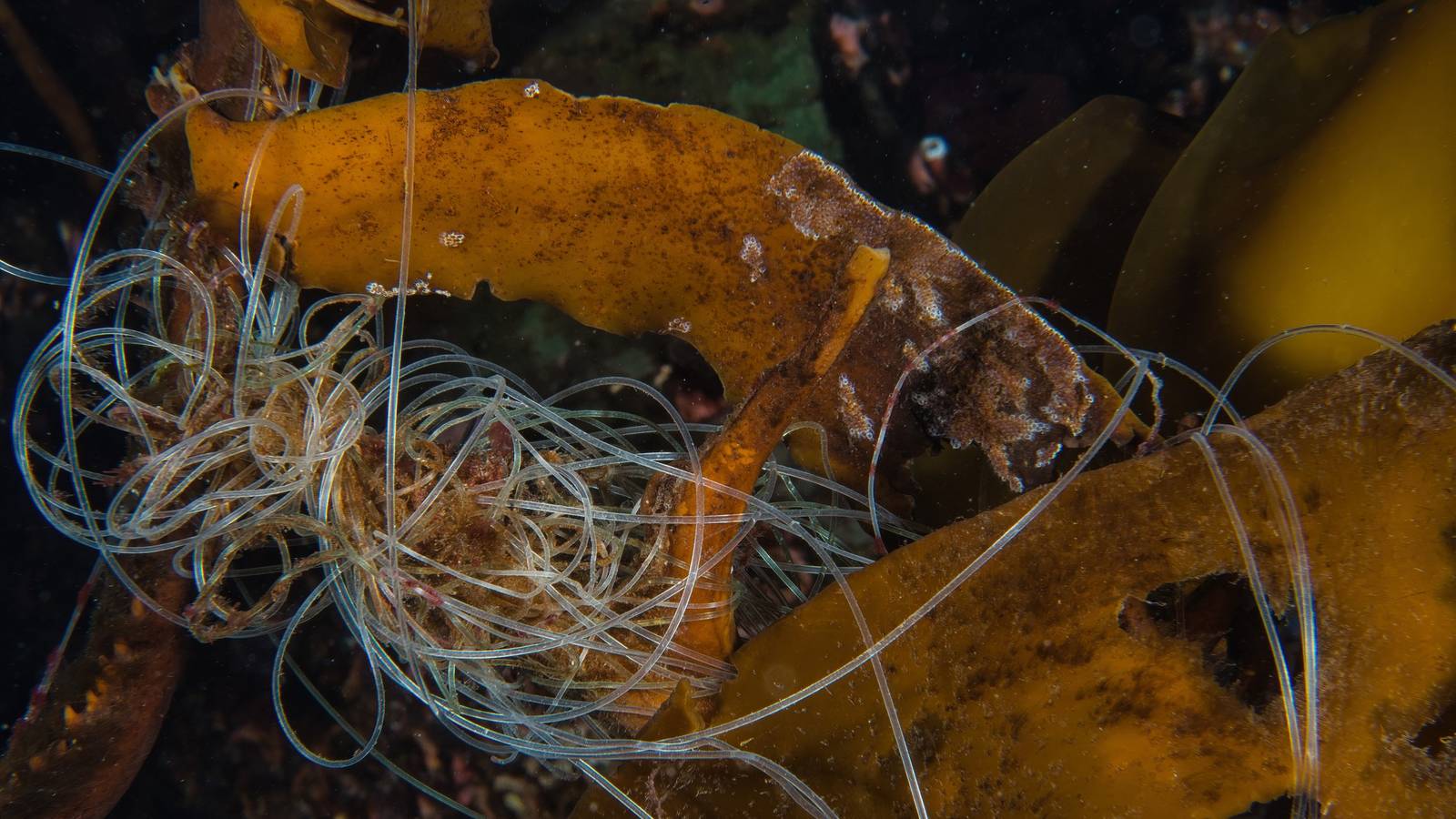 Saltstraumen fylles opp av tonnevis med sluker og milevis med snører – NRK Nordland