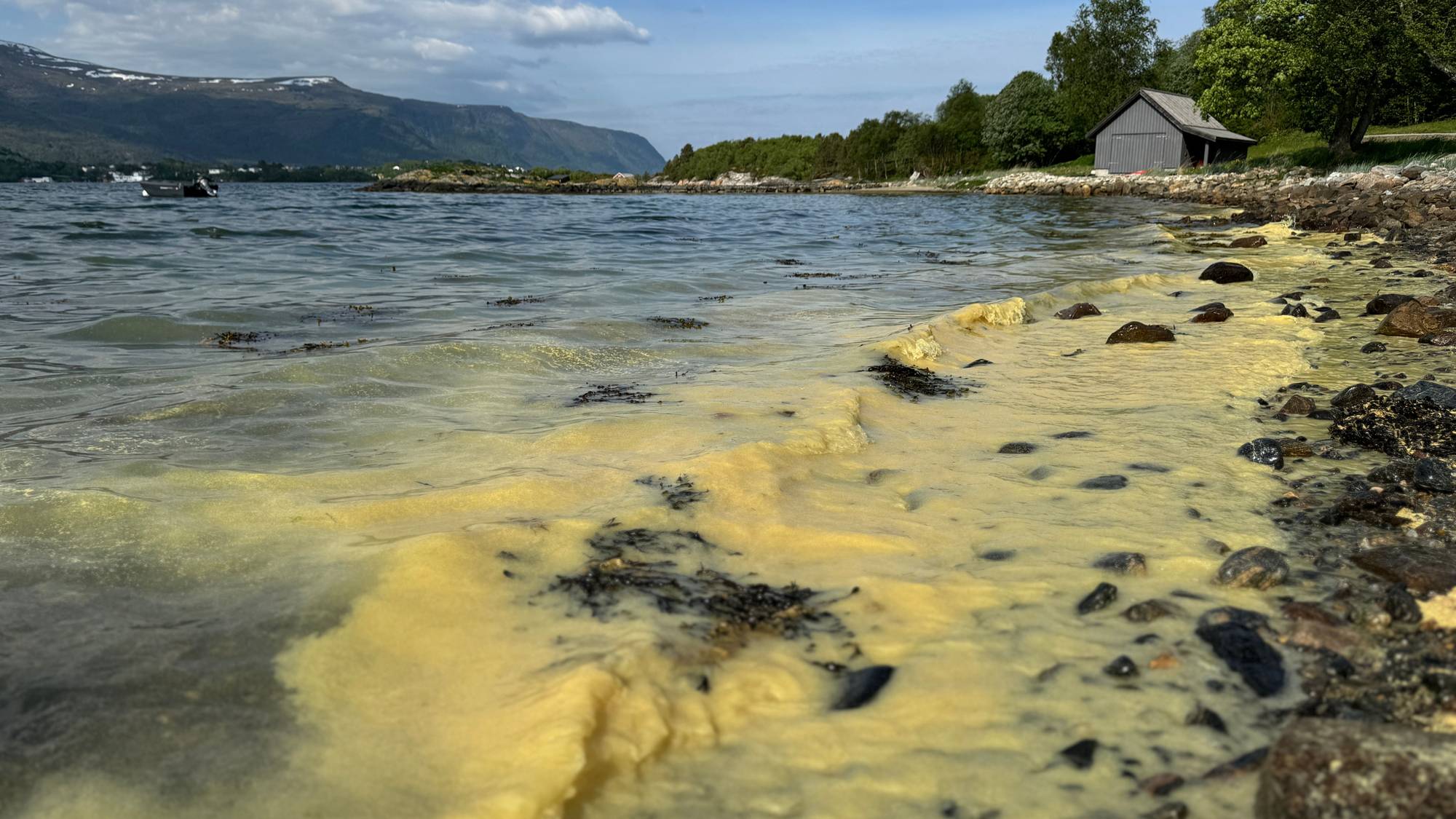 Nesten heilt gult i fjorden og fjøra – NRK Møre og Romsdal – Lokale ...