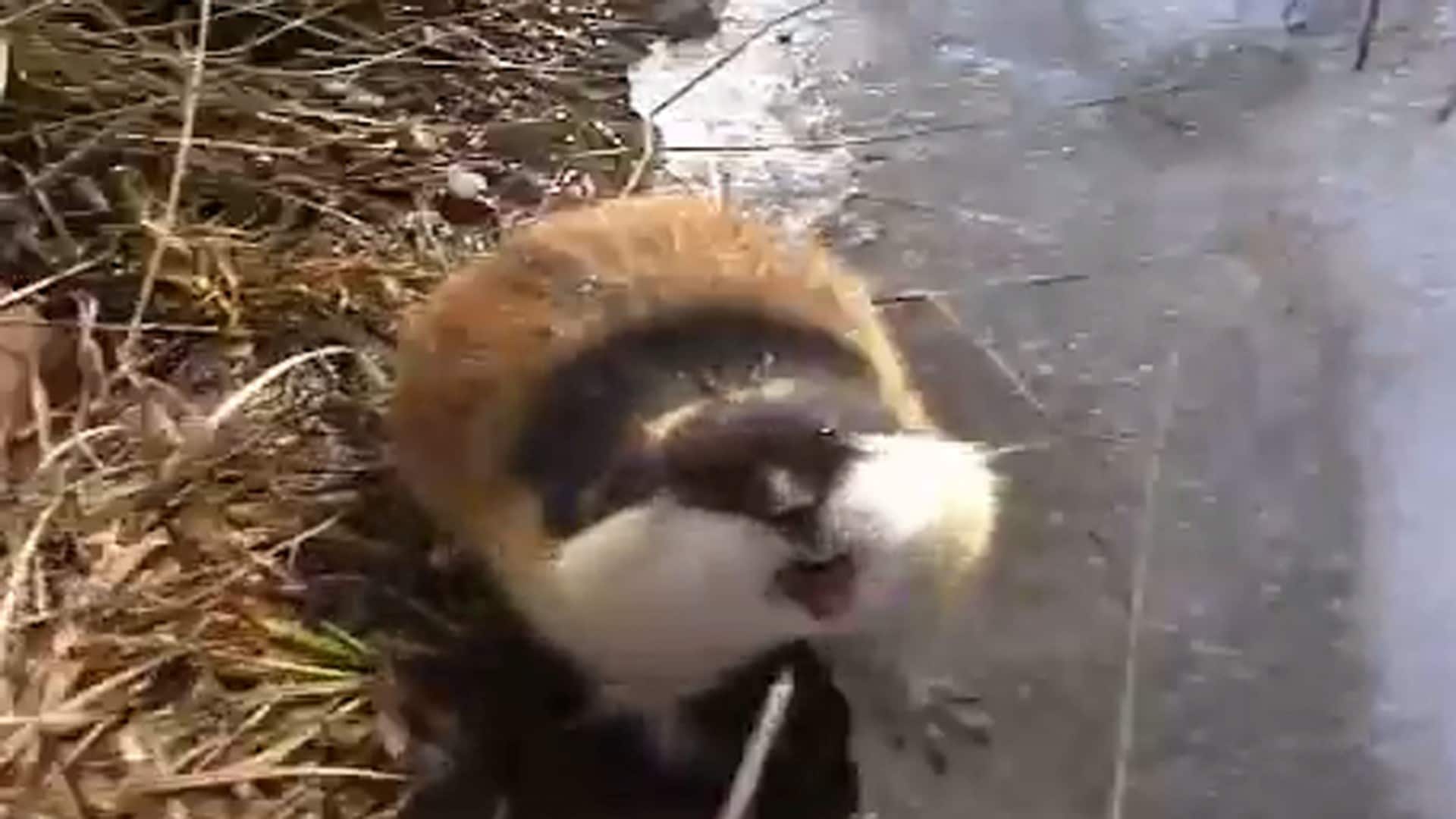 Illsint lemen – NRK