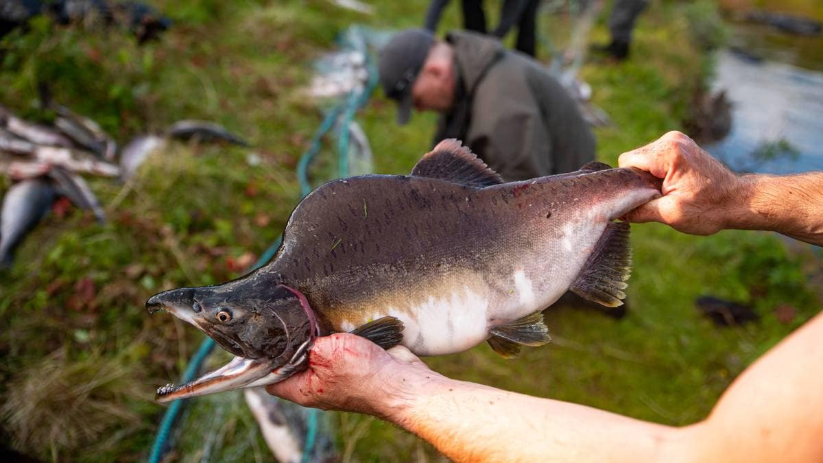 Dette gjør du om du får en pukkellaks på kroken – NRK Nordland