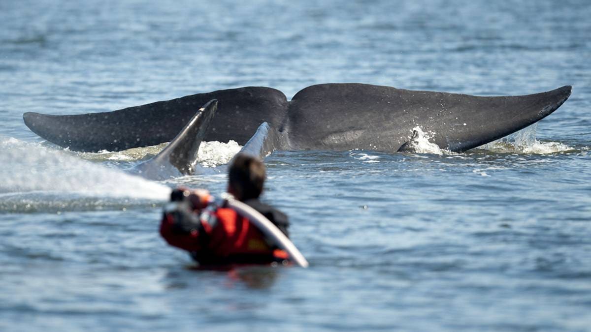 Håpet svinner for strandet hval – NRK Urix – Utenriksnyheter og ...