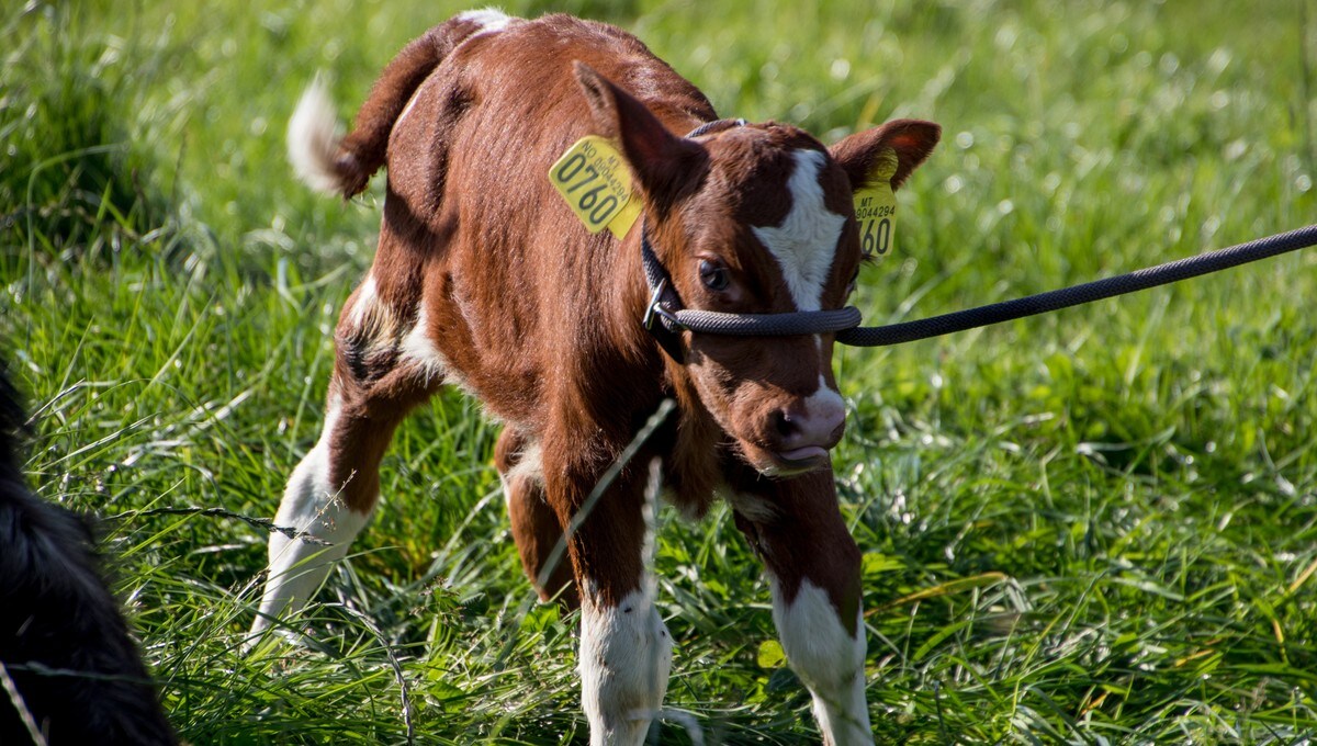 Denne mini-kalven får ekspertene til å klø seg i hodet – NRK Sørlandet ...