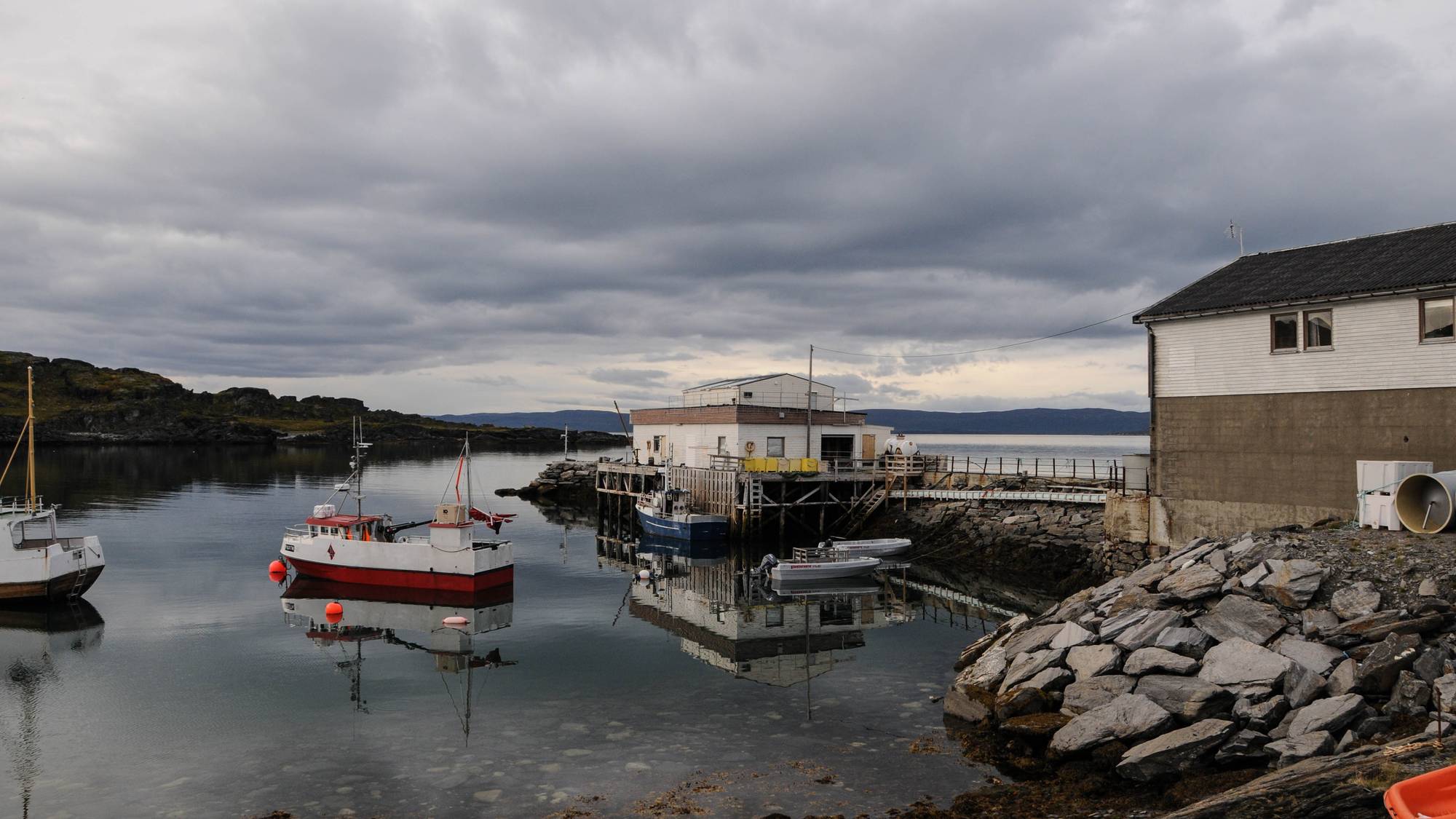 Kunstig tareskog skal forsøke å redde rødlistet kysttorsk – NRK Troms ...