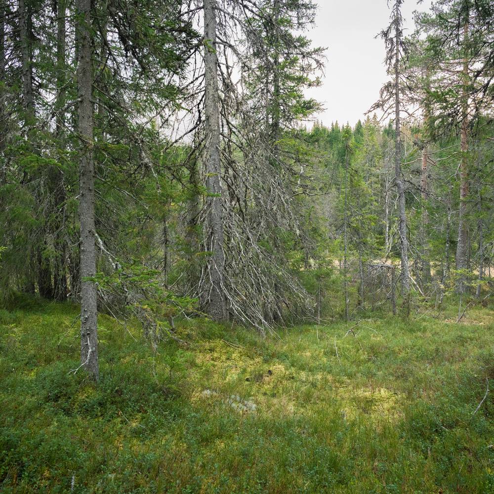 Nå kan du sjekke hvor mye gammel skog som finnes der du bor – NRK ...