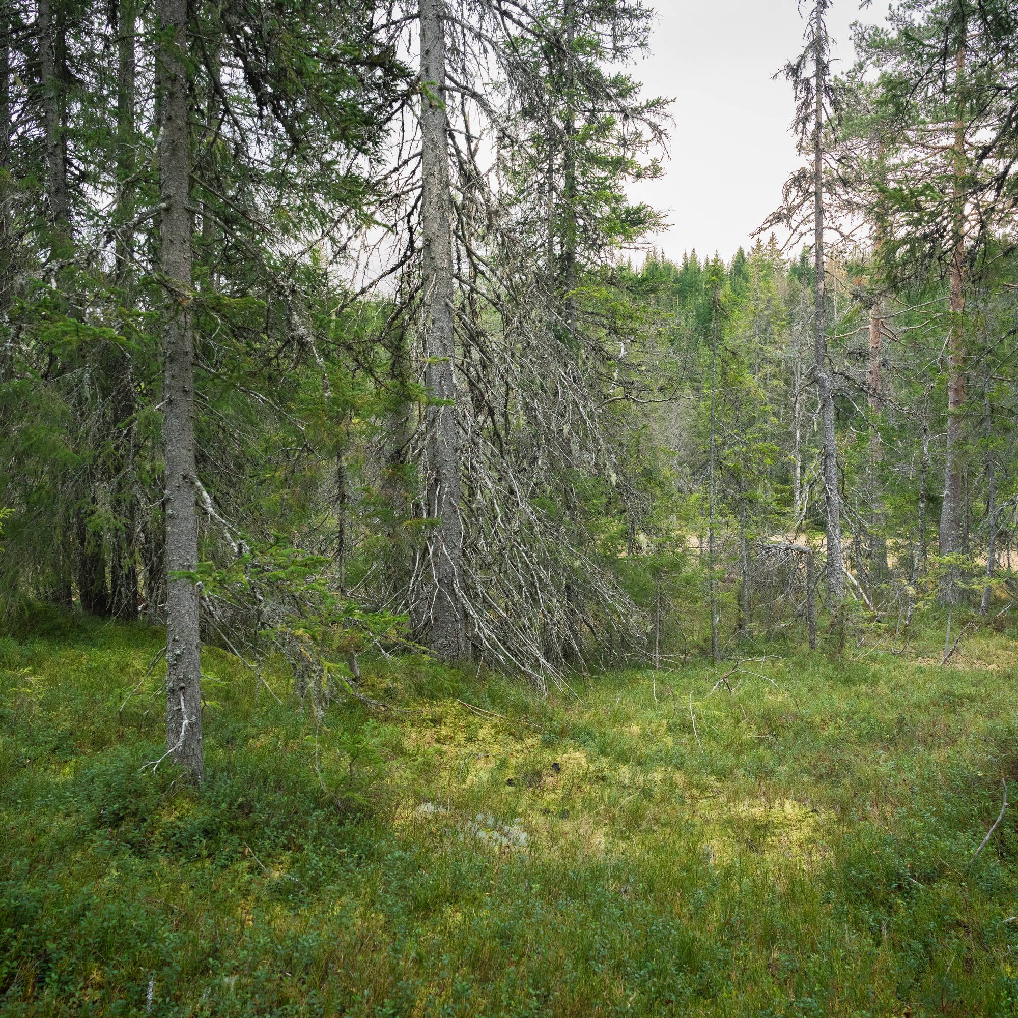 Nå kan du sjekke hvor mye gammel skog som finnes der du bor – NRK ...