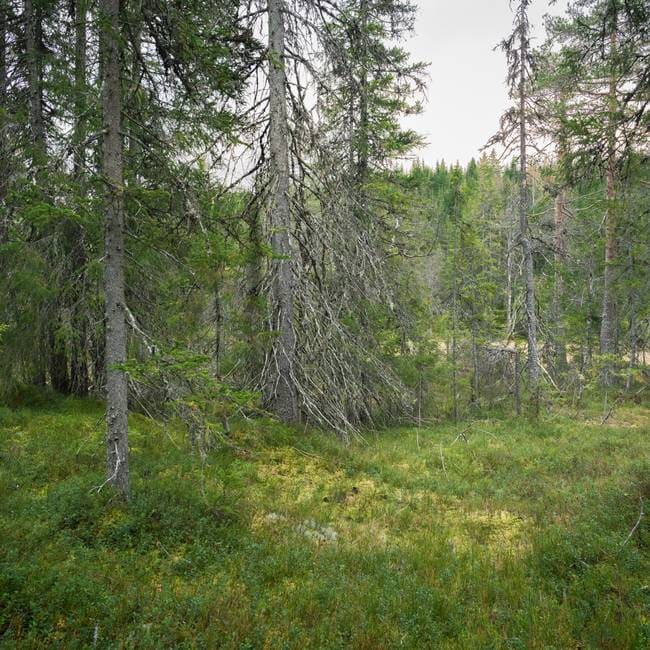 Nå kan du sjekke hvor mye gammel skog som finnes der du bor – NRK ...