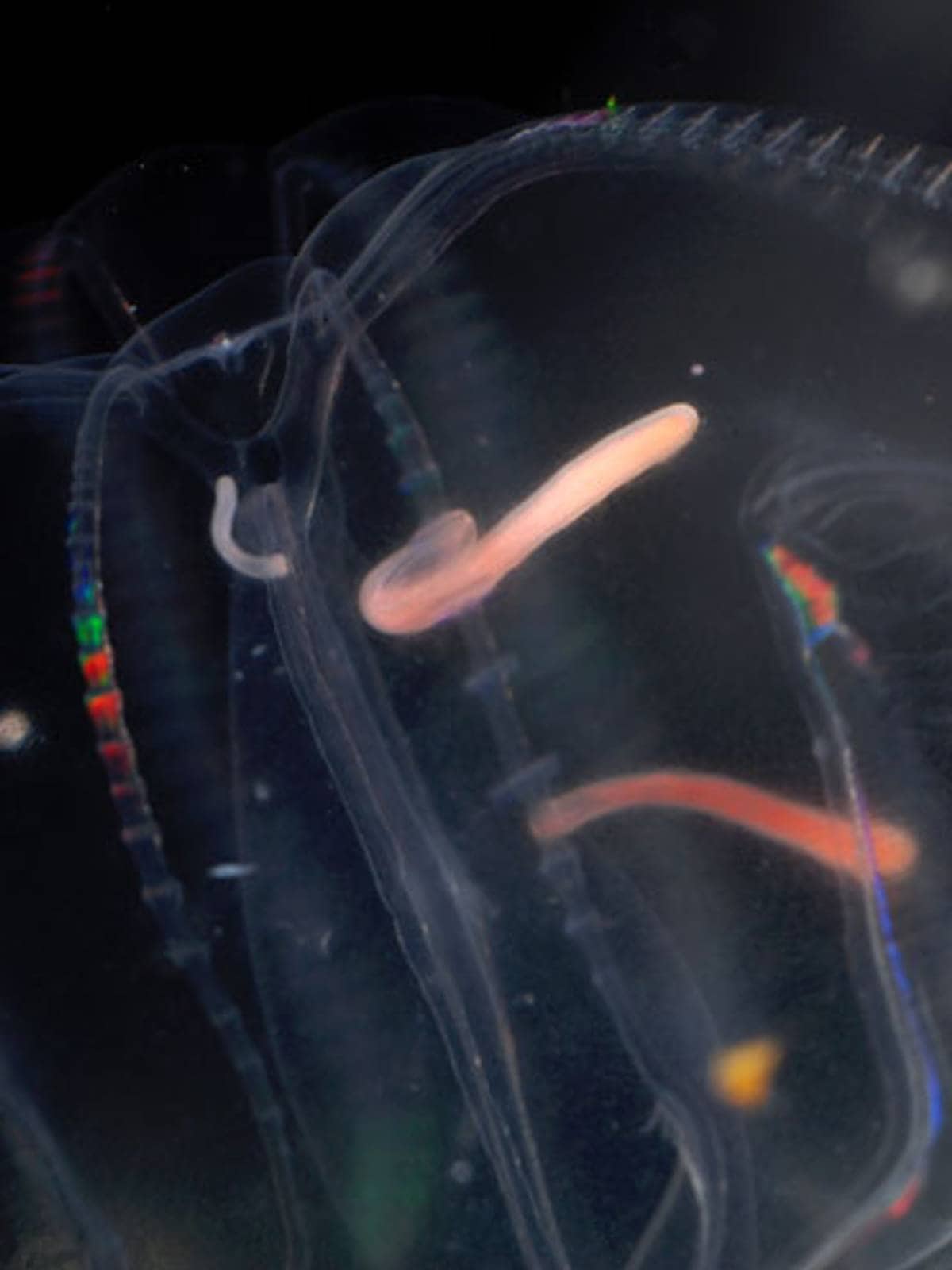 Parasitt kan gi kløende badesommer – NRK Østfold – Lokale nyheter, TV ...