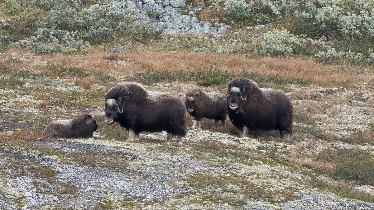 Moskus – Siste nytt – NRK