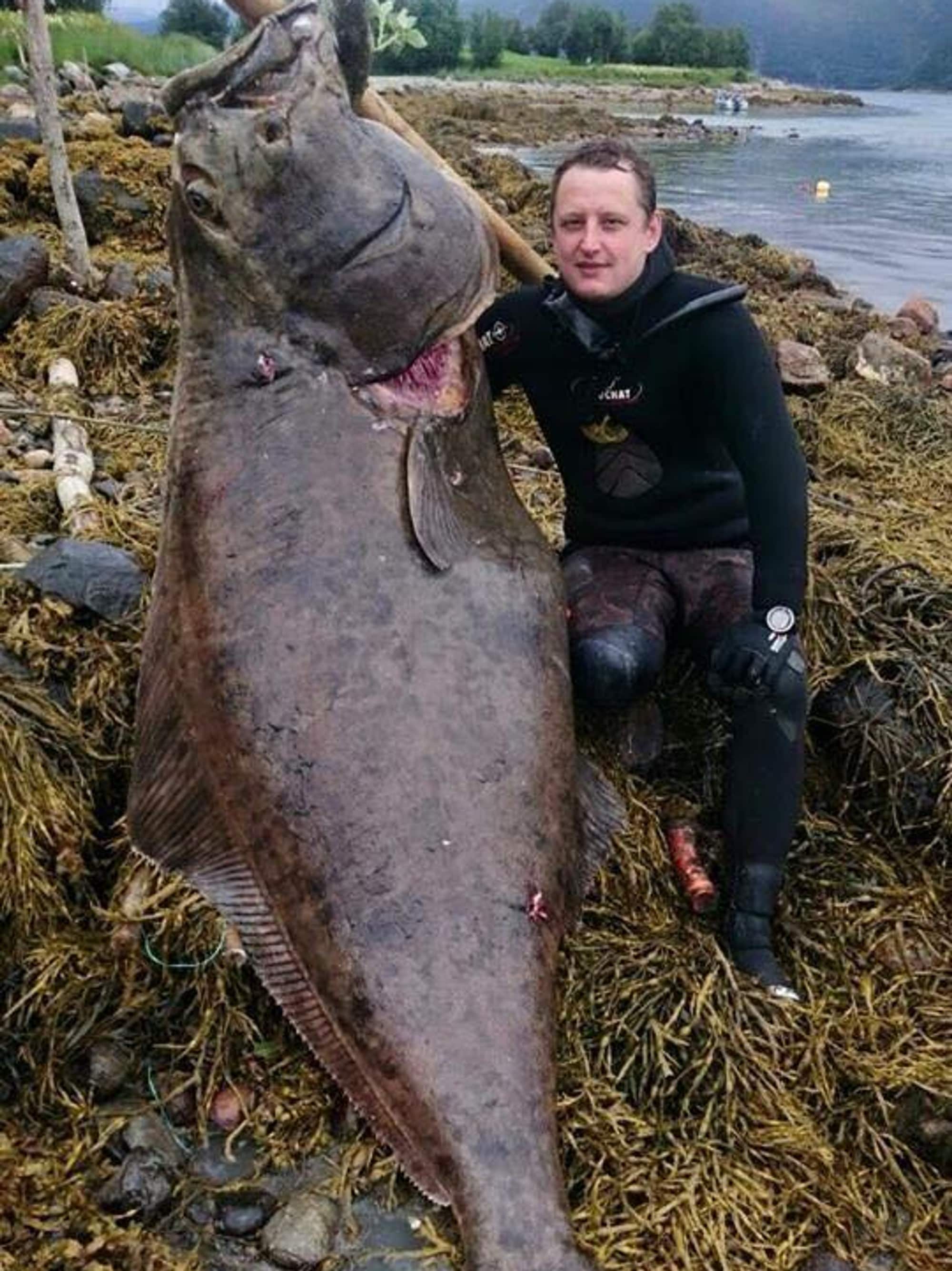 Hårre heite, for ei kveite! – NRK Møre og Romsdal – Lokale nyheter, TV ...