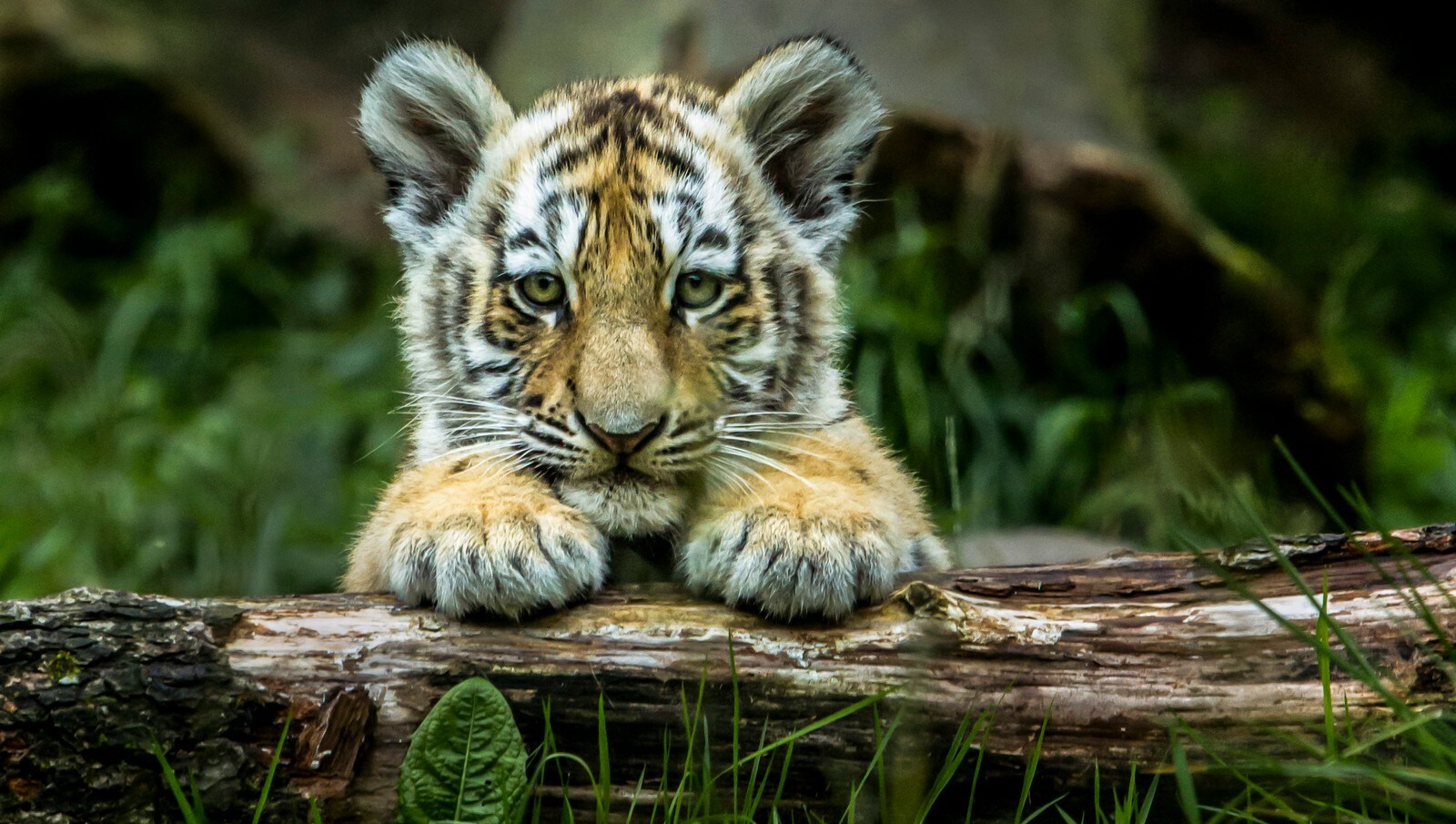 Sju tigerunger skal redde tigerens fremtid – NRK Østfold – Lokale ...