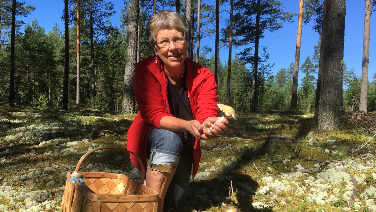 Dette bør du vite før du drar på sopptur – NRK Innlandet – Lokale ...