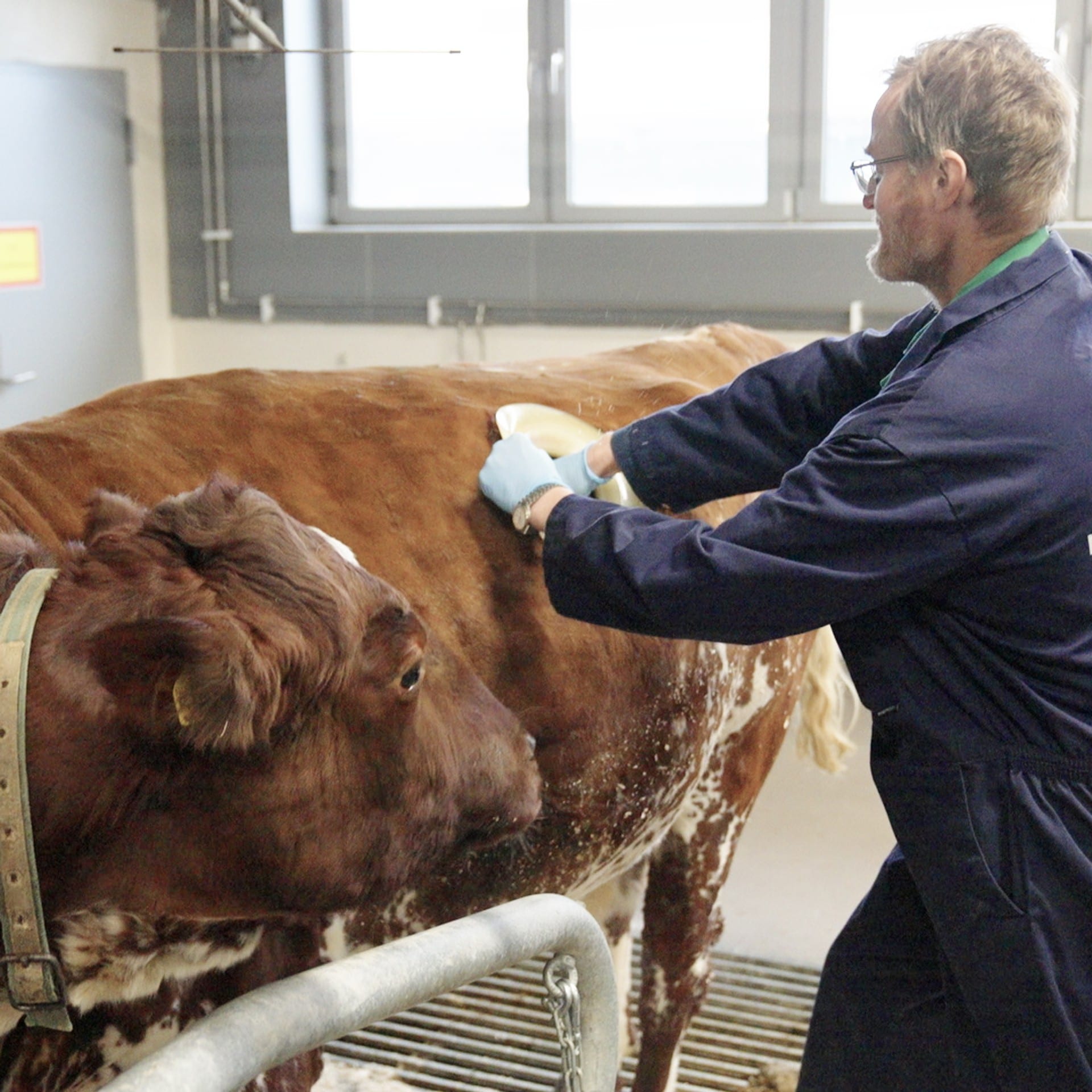 Hvorfor har denne kua hull i magen? – NRK